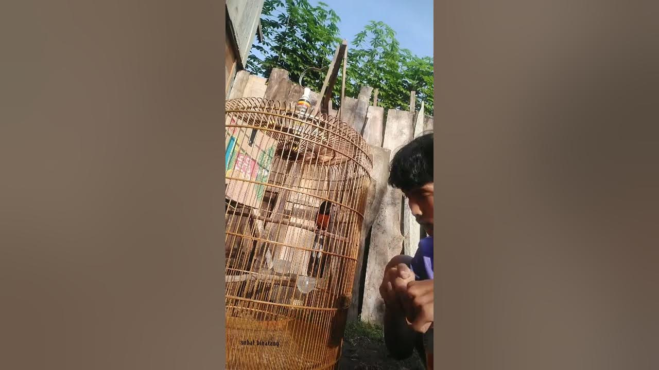 rawatan harian ternak "murai batu' sangkar gantung ( mengeram) #ternakmuraisangkargantung - YouTube