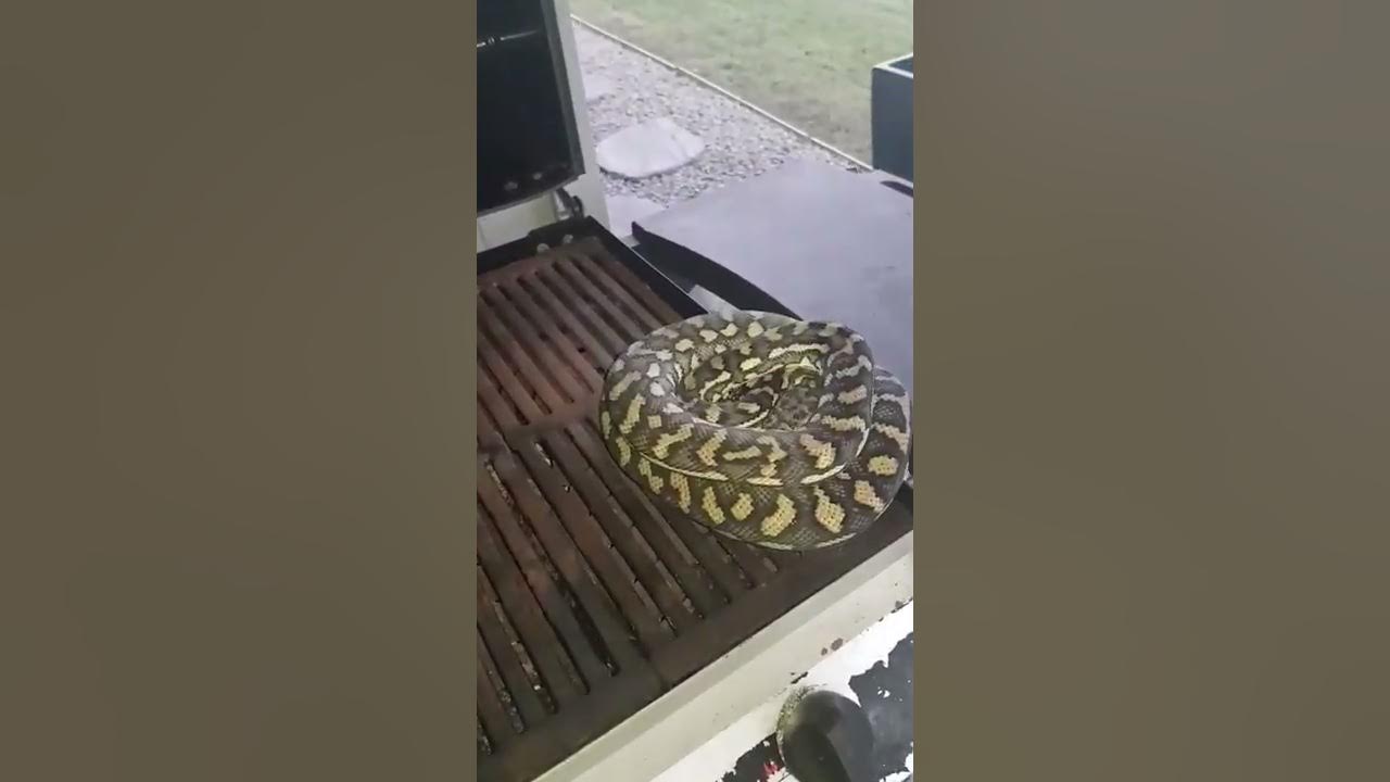 Snake Catcher Removes Python From Family’s BBQ - YouTube