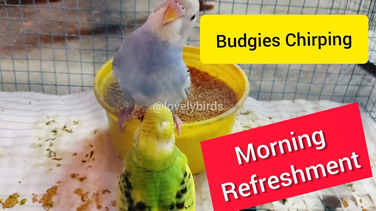budgies chirping | bird's sound | Cheep / Chirp of budgies | Budgies ...