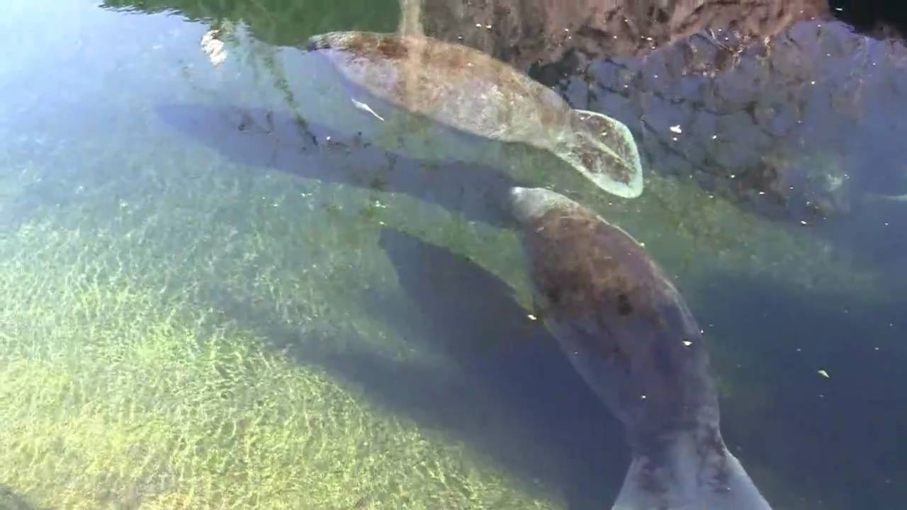 ZooTampa: Manatees seen from above water viewing area & Manatee ...