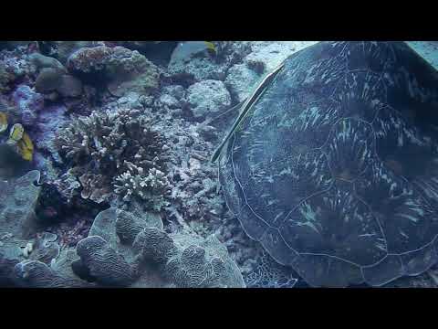 A turquoise in the deep sea - YouTube