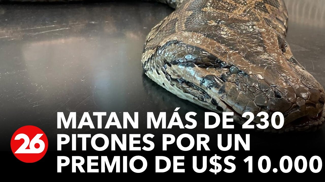 EEUU: matan más de 230 pitones por un premio de u$s 10.000 | Videos ...