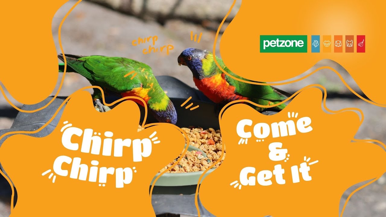 Discover Everything Petzone Has to Offer: Your One-Stop Pet Shop! - YouTube