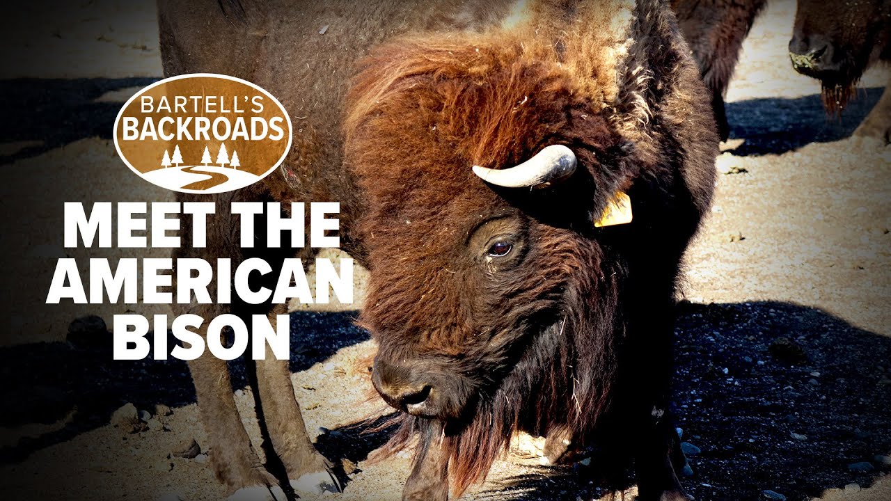Meet the American bison in the California grasslands of Tehama County ...