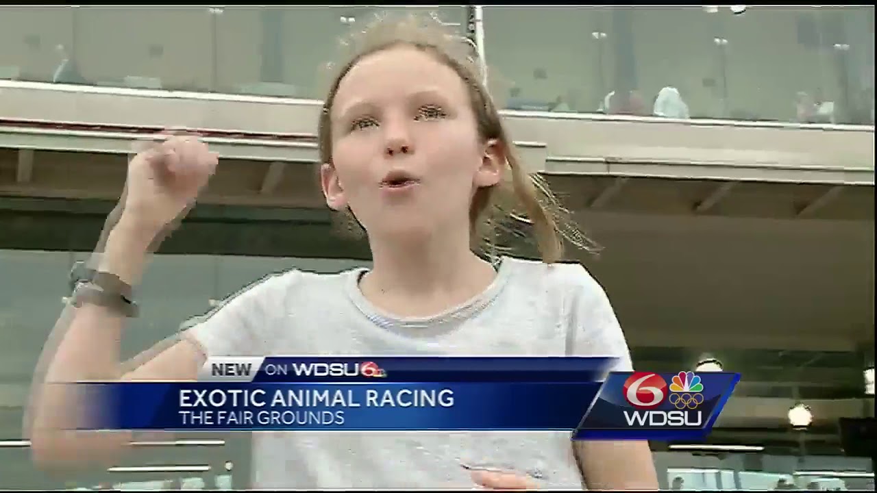 Exotic animal racing? Fair Grounds offers unique event - YouTube