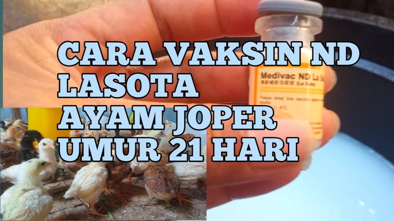 VAKSIN ND LASOTA PENCEGAH VIRUS TETELO - YouTube