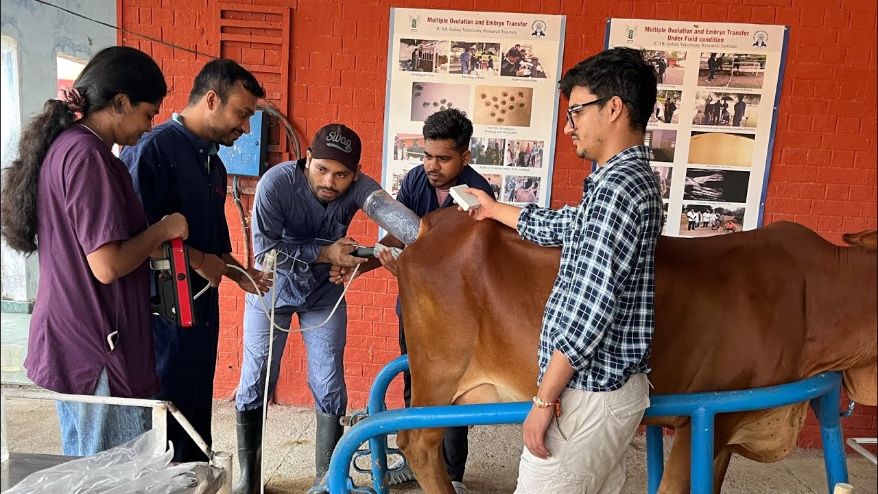 In Vitro Embryo Production in Cattle - YouTube