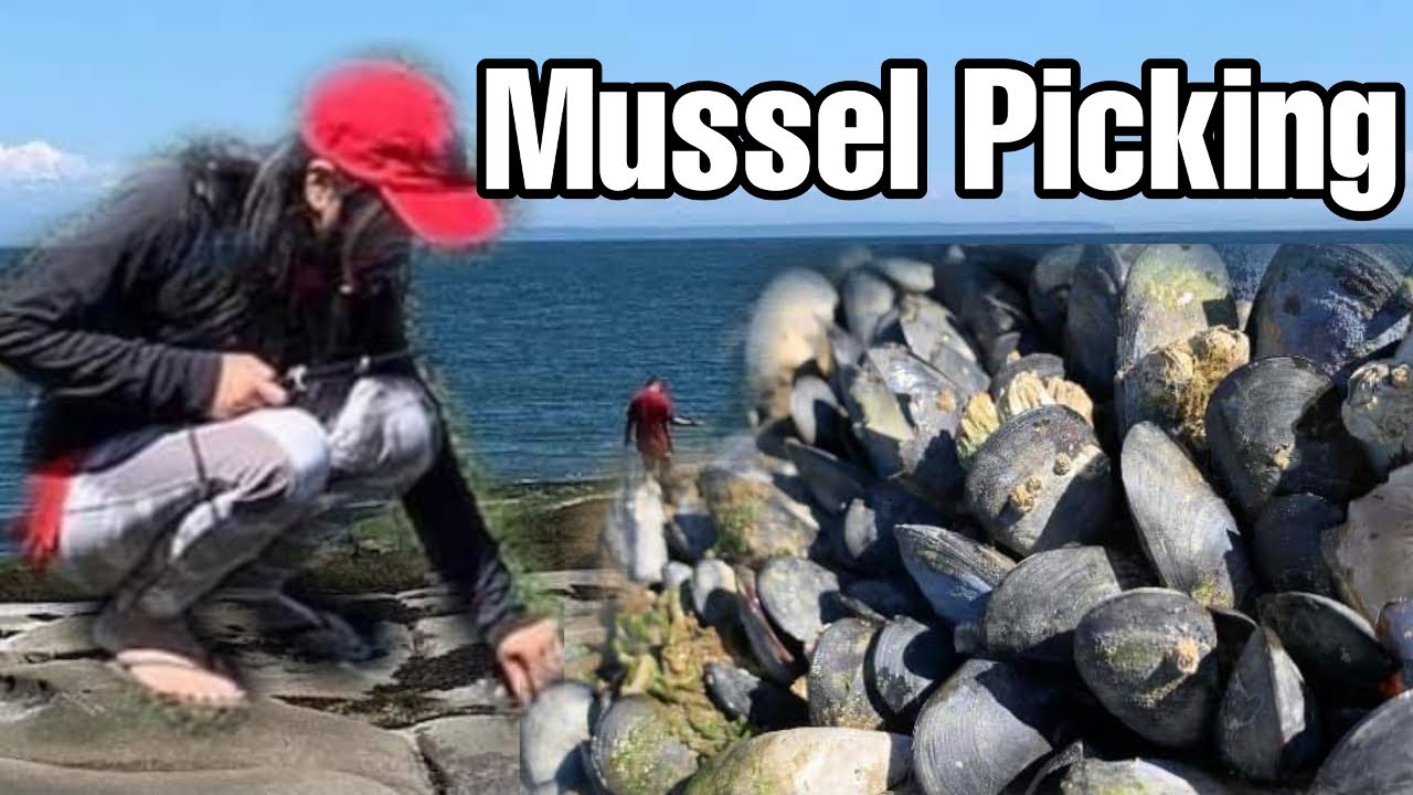 Mussel Picking - YouTube