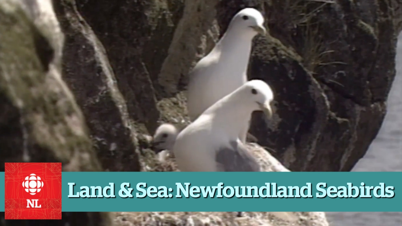 Land & Sea: Newfoundland Seabirds - YouTube