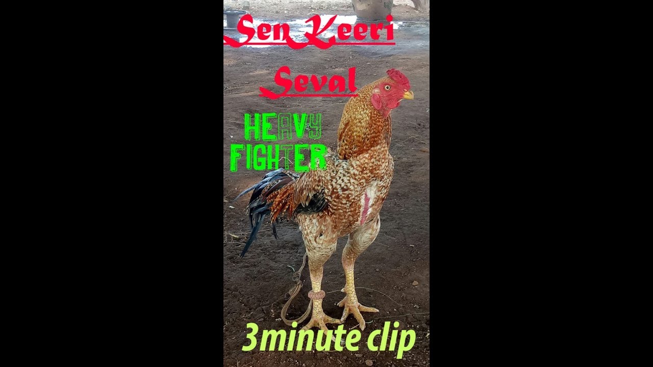 நாட்டு சேவல் ரகம் part 1 Senkeeri seval Full HD-SaiPrabha OnlineWorld ...
