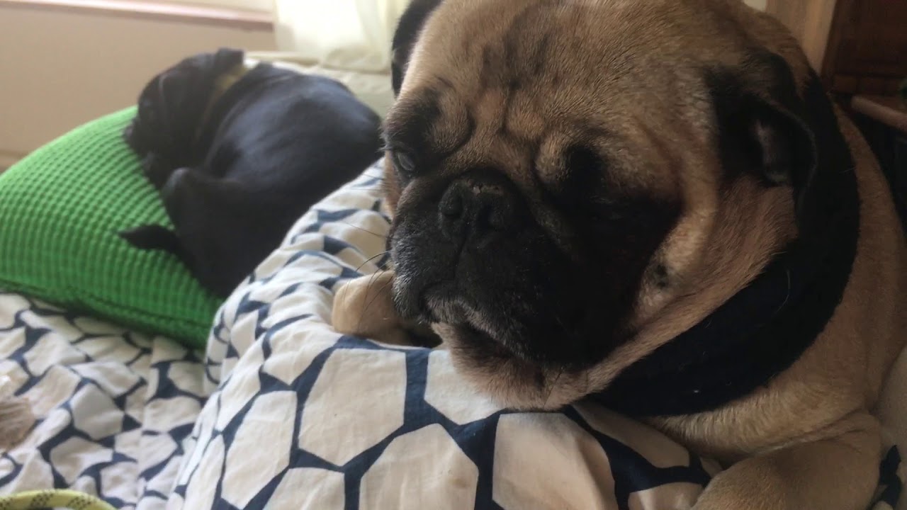 Gracias the Thanksgiving Turkey by Joy Cowley (with Gypsy & River ...