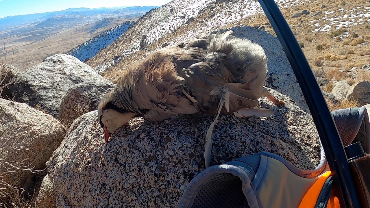 Chukar CATCH CLEAN and COOK (Nevada Upland Hunting) - YouTube