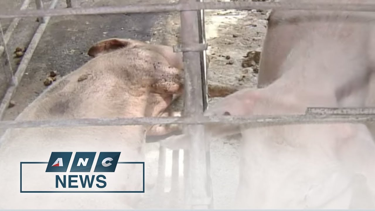 What caused spike in hog deaths? | Business Nightly - YouTube