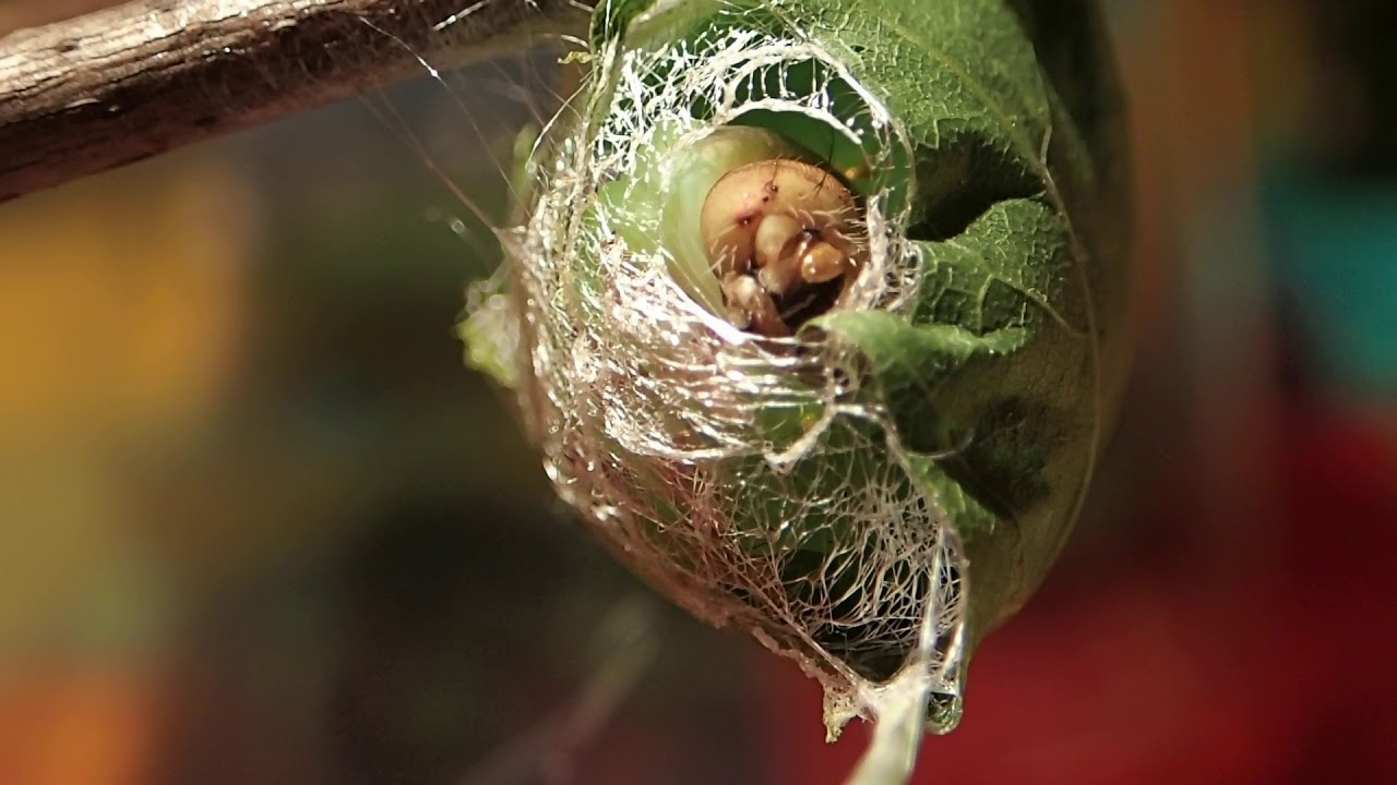 Polyphemus moth caterpillar spins cocoon! - YouTube
