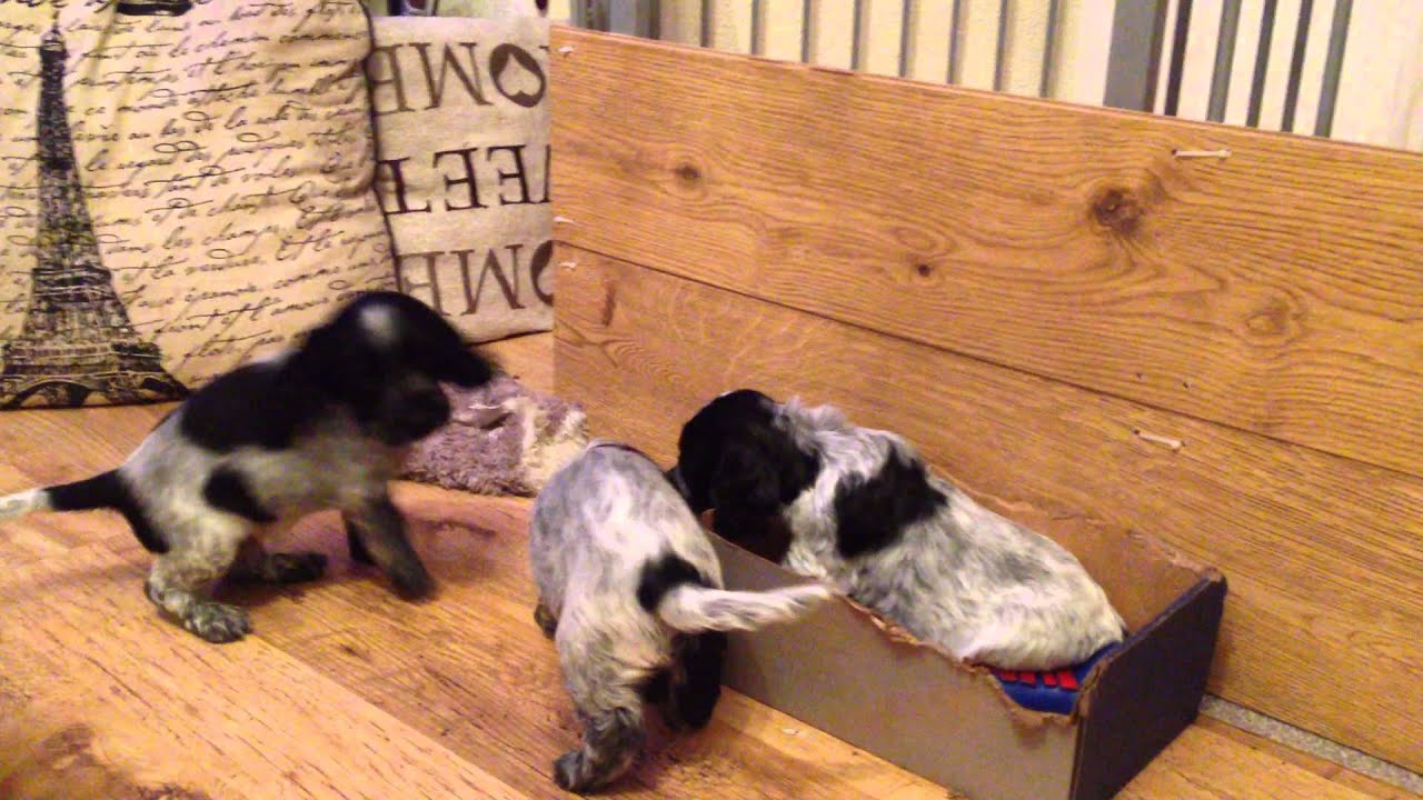 Cocker spaniel puppy- boxes are fun!! - YouTube