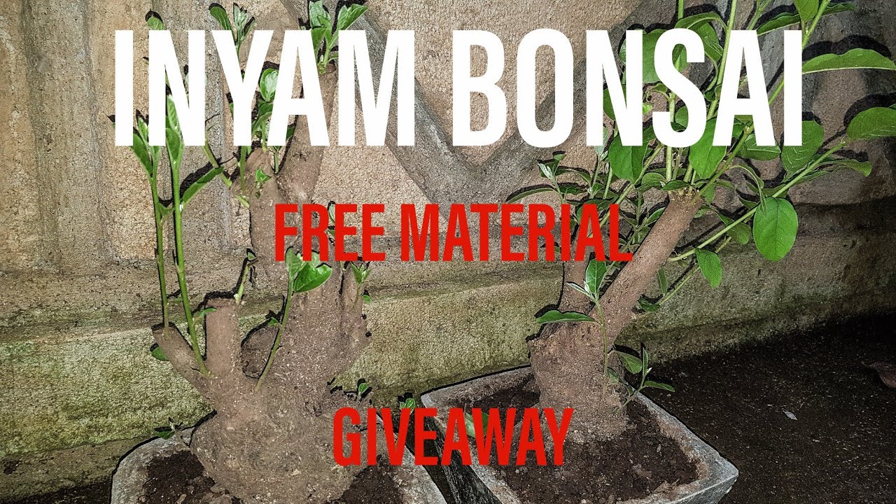 INYAM BONSAI MATERIAL UPDATE | GIVEAWAY - YouTube