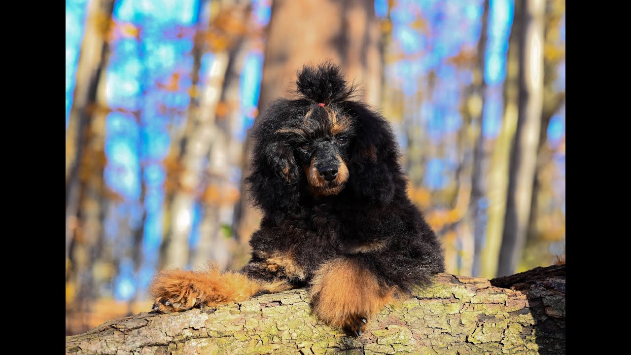 Mochi - the toy poodle - YouTube