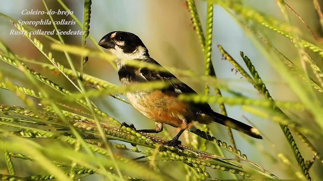 COLEIRO-DO-BREJO, (SPOROPHILA COLLARIS), RUSTY-COLLARED SEEDEATER ...