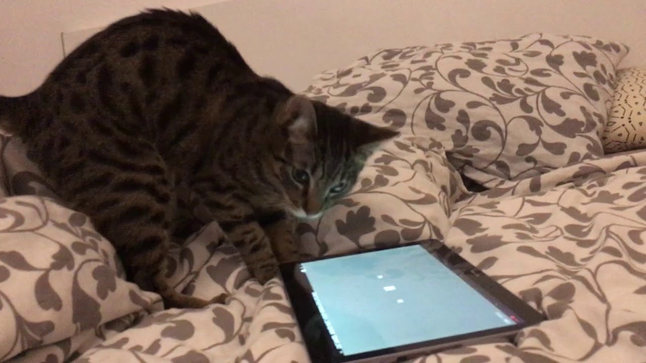 my cat going crazy on a Video - YouTube