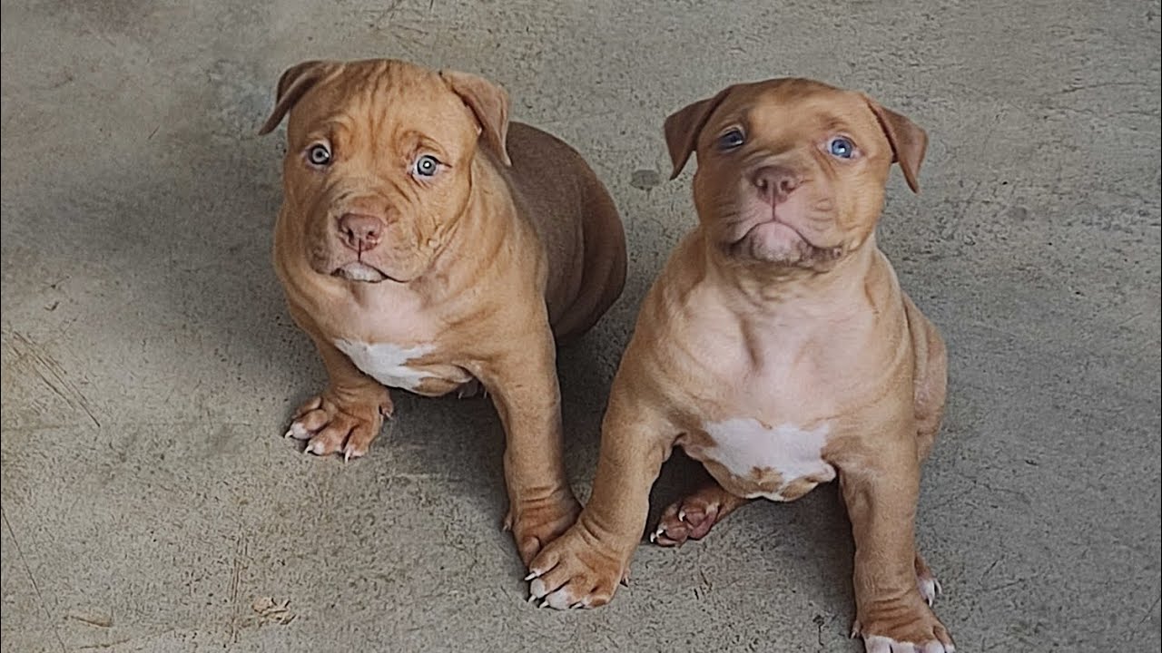 Mostrando os filhotes de Pit monster!!! - YouTube