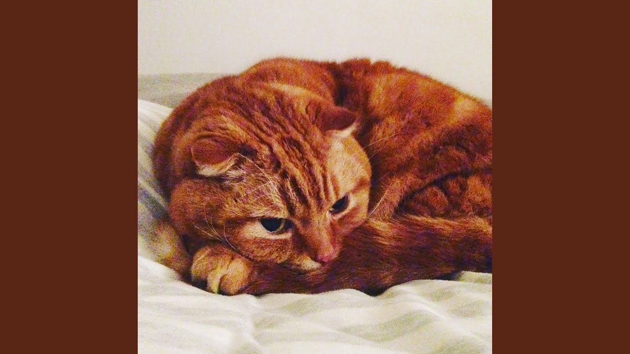 My Cat Named Kaka - YouTube