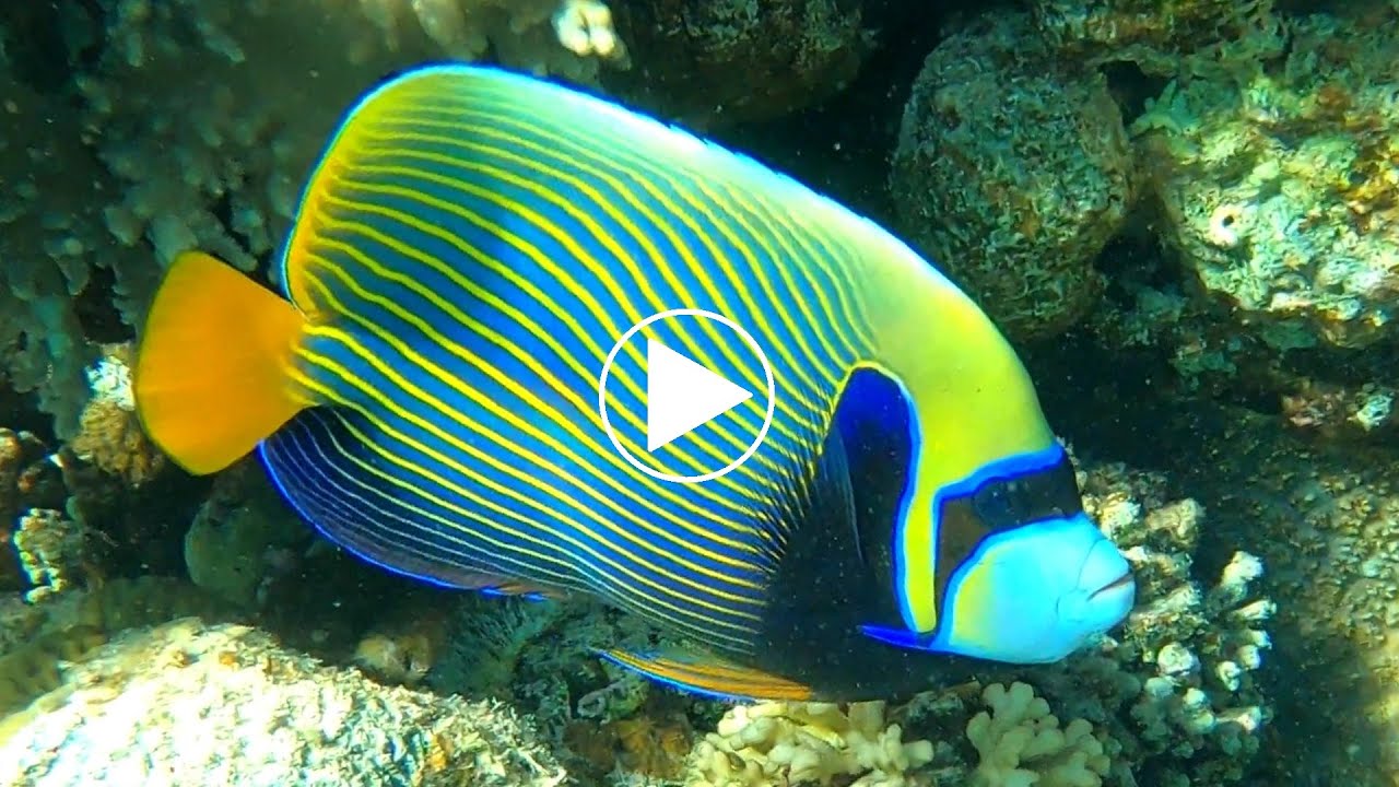 Observons de près le magnifique poisson ange empereur Pomacanthus ...
