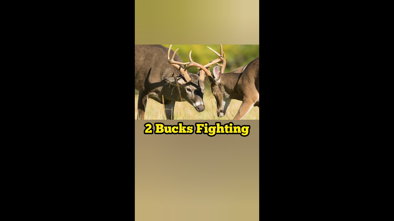 2 Bucks FIGHTING During Rut #shorts - YouTube