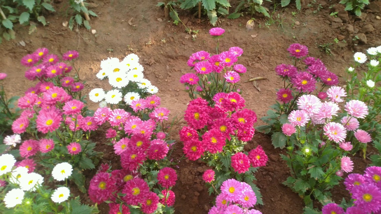 WAYANAD FLOWER SHOW AMBALAVAYAL- 'POOPPOLI -2020' SULTHAN BATHERY ...