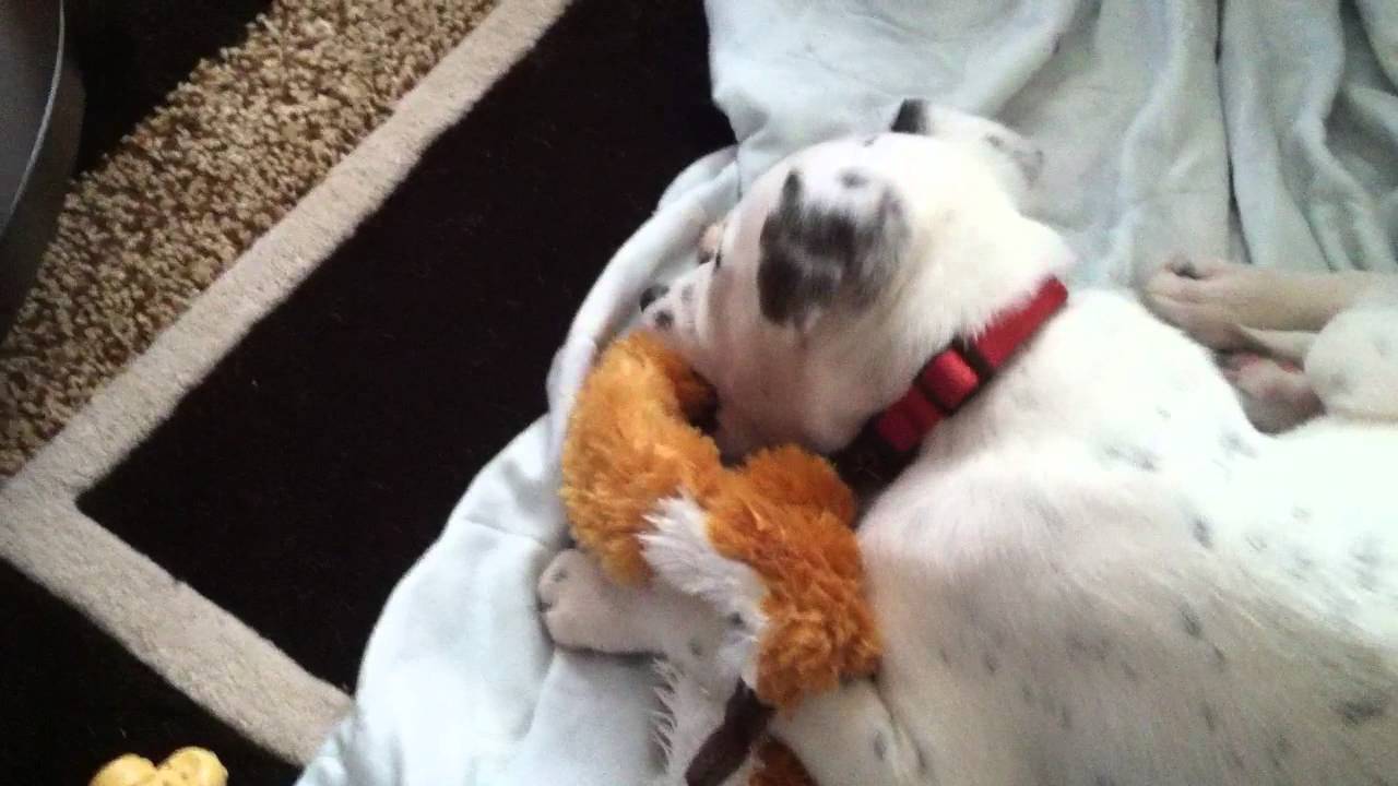 Baby Rascal plays with toys - YouTube