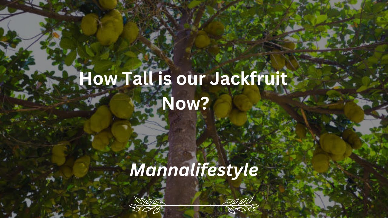 How Tall is Our Jackfruit Tree Now? - YouTube