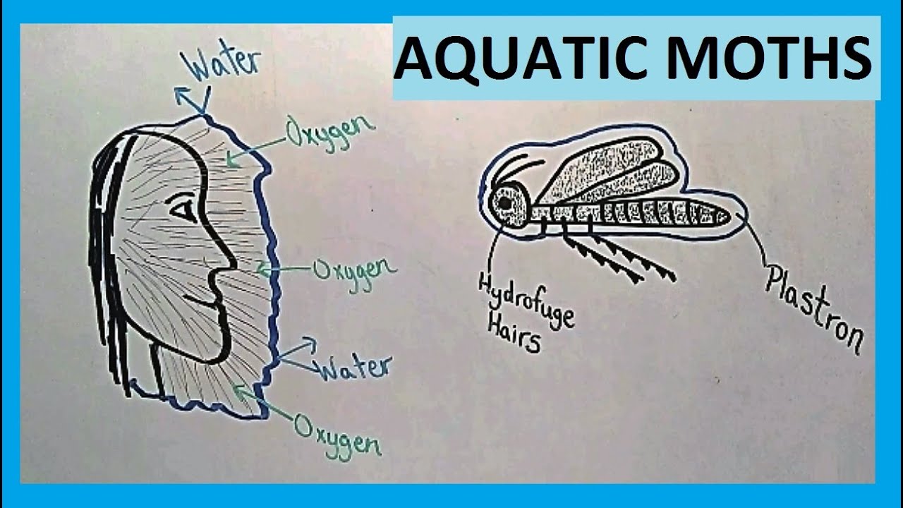 Aquatic Moths: Swimming With The Fishes - YouTube