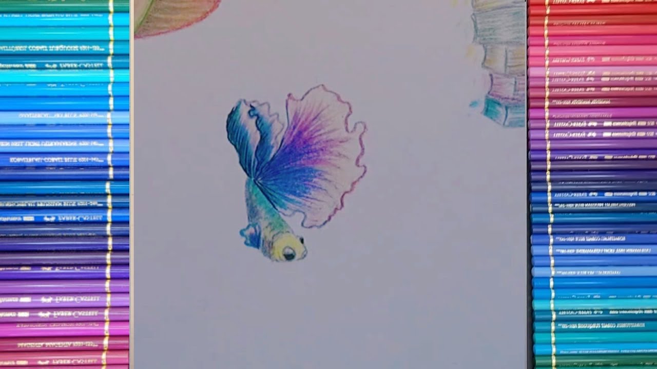 Drawing a Fighting Fish with Colored Pencils for Beginners. - YouTube