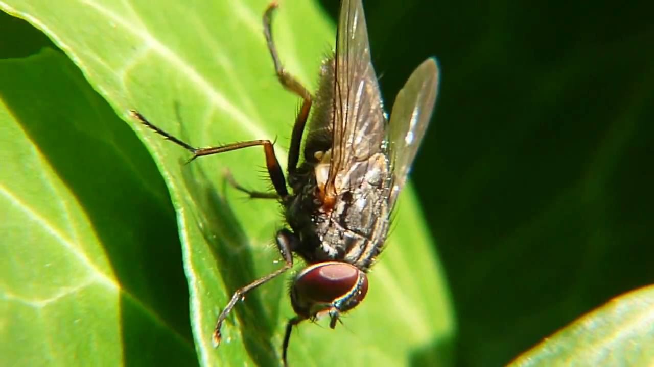 Mucha domowa (Musca domestica) - YouTube