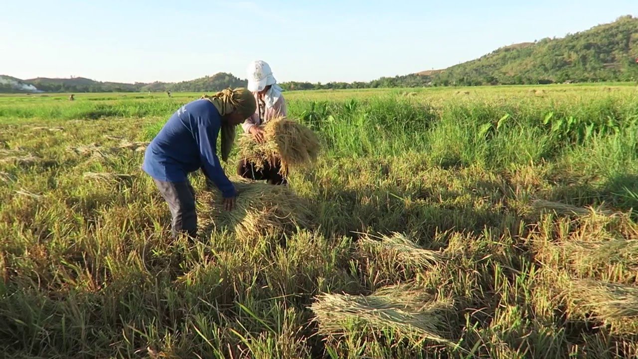 Rice farmers in Batad, Iloilo - YouTube