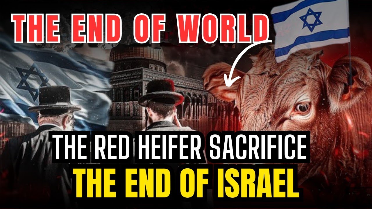 The Red Cow (Red Heifer) Sacrifice In Bani Israel - The End of Bani ...