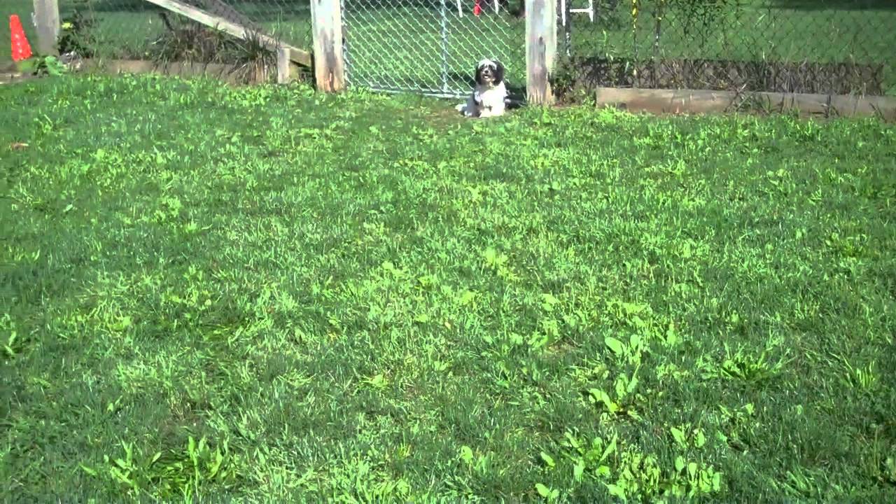 Darting around the field in Tuesday daycare - YouTube
