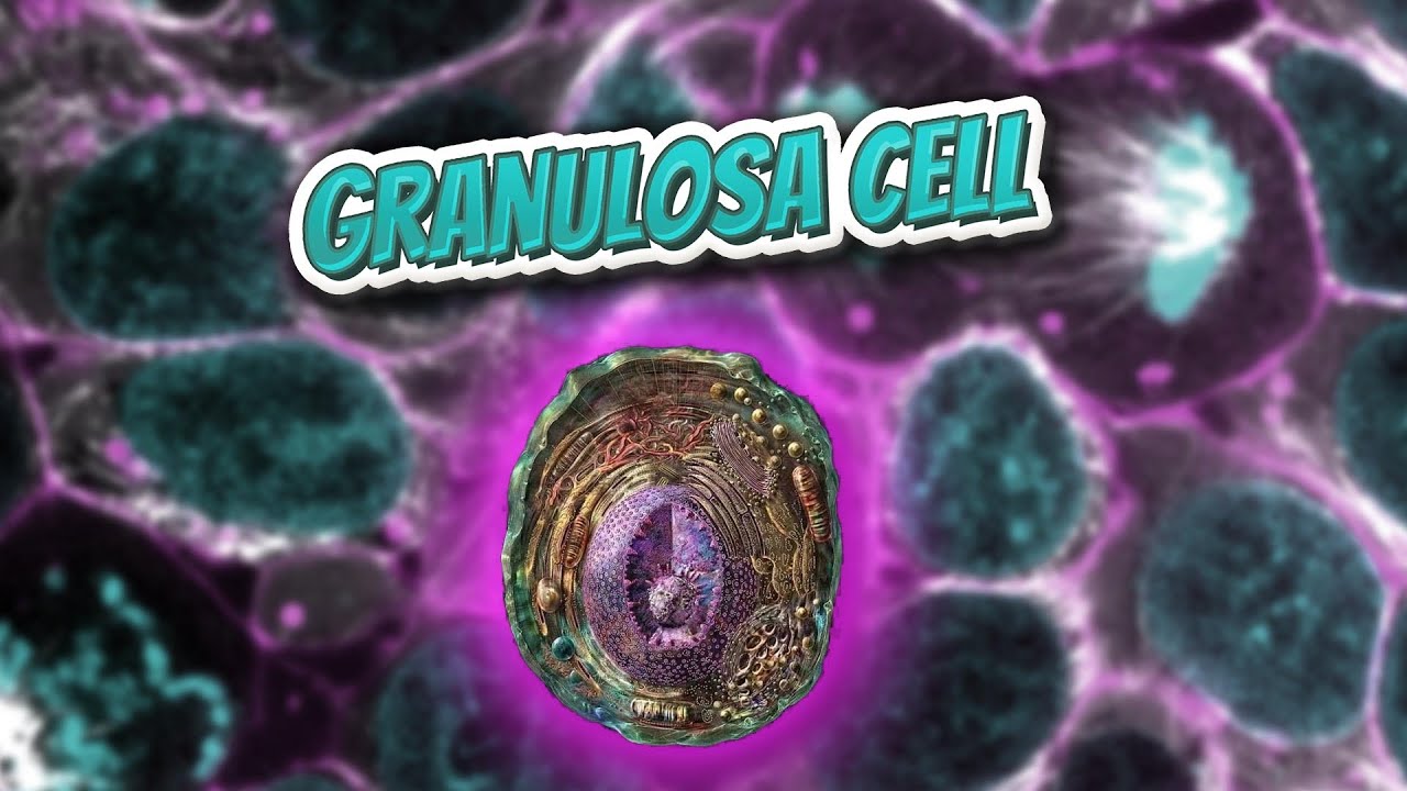 Granulosa cell (Everything Human Cells) 💬👁️🕺🔎 - YouTube