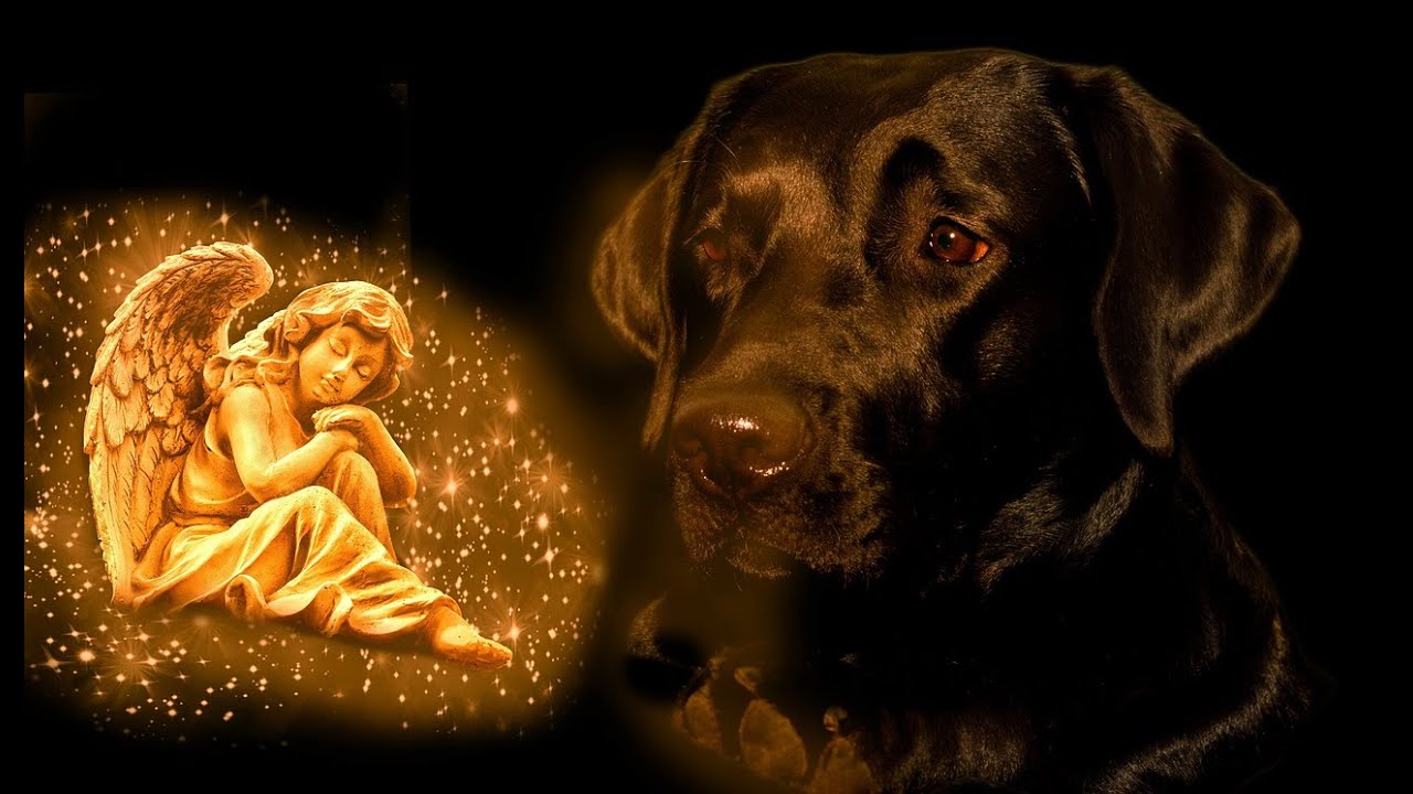 LA MISION ESPIRITUAL DE TU PERRO. Angeles caninos . - YouTube