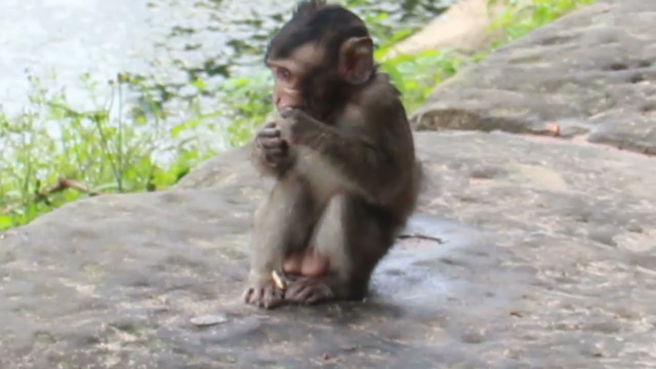 Baby Monkeys Love Peanut and play happily | Love Animals - YouTube