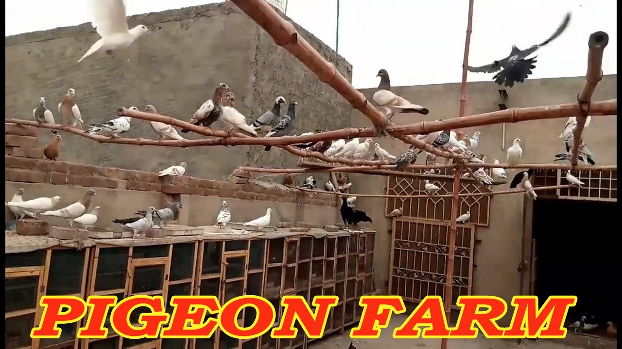 Fancy Pigeon Farm | Pigeon Loft | Pigeon Farm | Fancy Pigeon Loft #02 ...