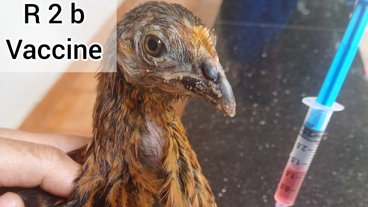 R2B VACCINE/HOW TO VACCINE?1 MONTH CHICK CARE/#2021 - YouTube