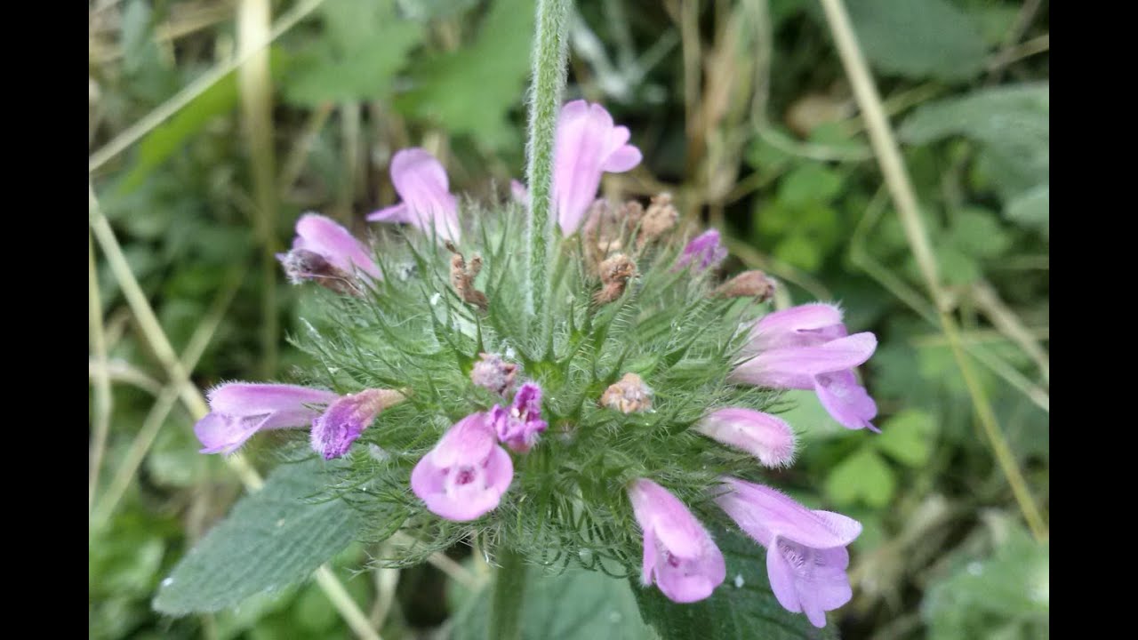 Clinopodio dei boschi (Clinopodium vulgare) e Colibri farfalla - YouTube