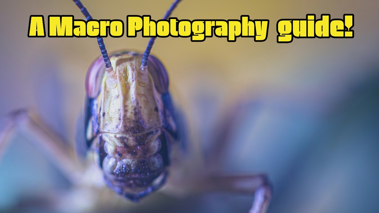 A Comprehensive beginners guide to macro photography - YouTube