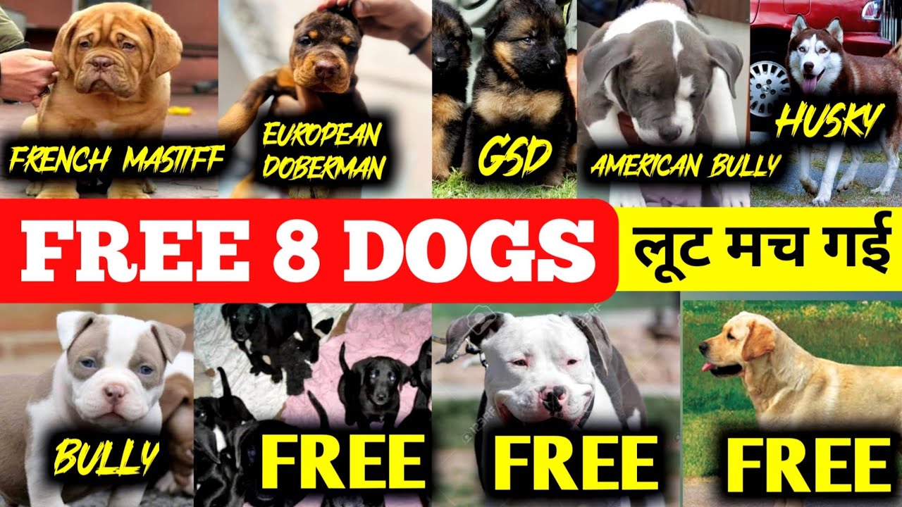 FREE 8 DOGS FOR ADOPTION || Loot lo || Starting price Rs.5500 || Free ...