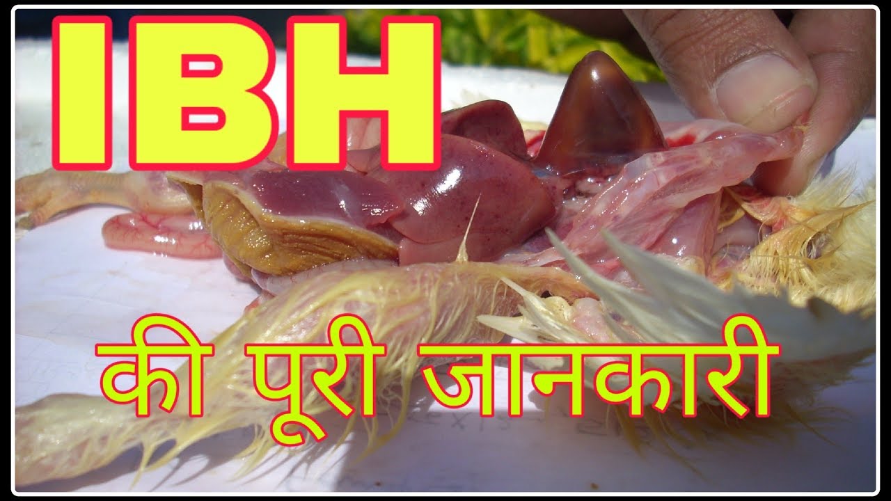 What's IBH | IBH की पूरी जानकारी | Kya hota hota hai IBH | The Bro ...