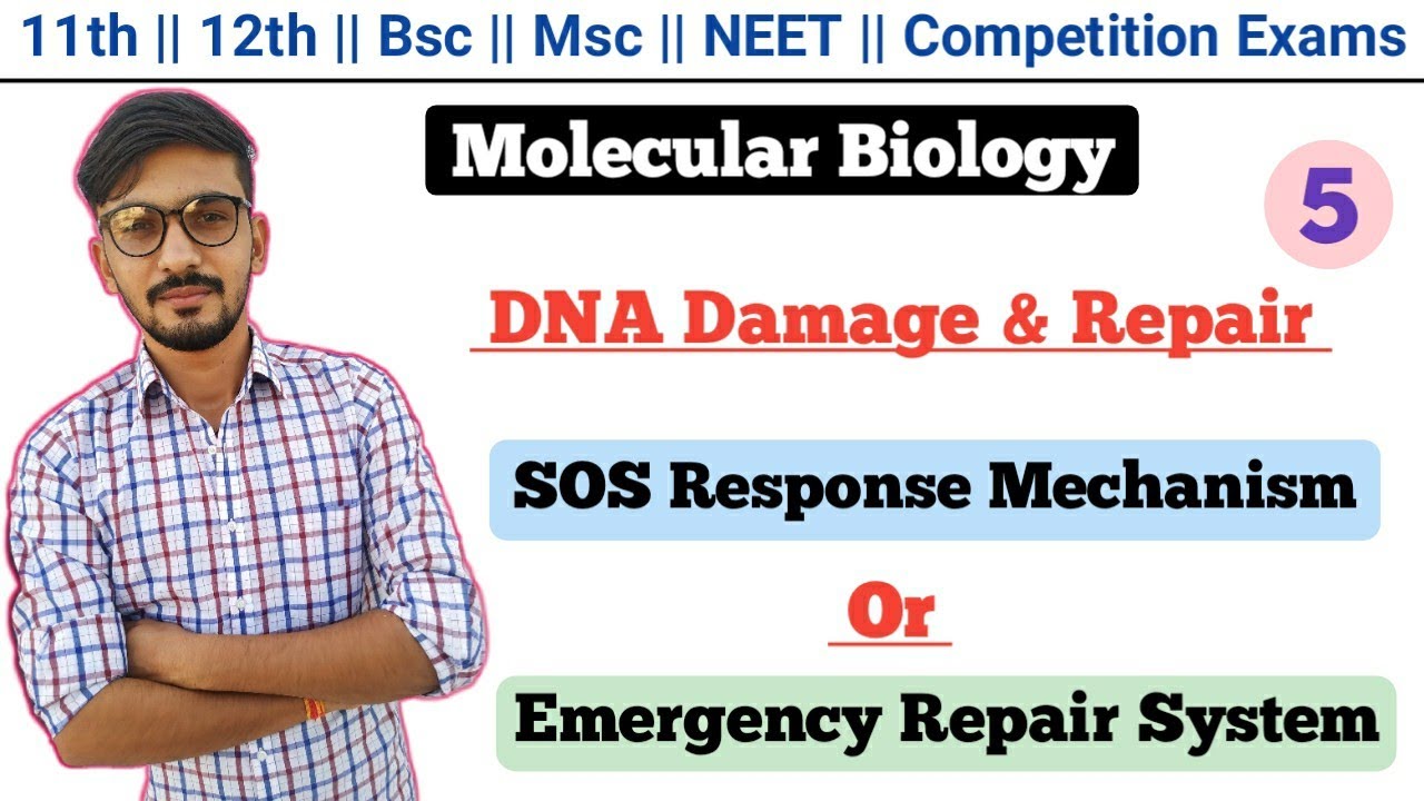 SOS Response In Hindi || DNA Repair Mechanism|| DNA Damage And Repair ...