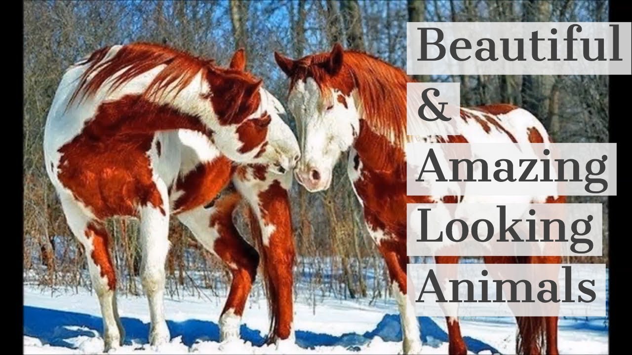 Beautiful and Amazing Looking Animals - YouTube