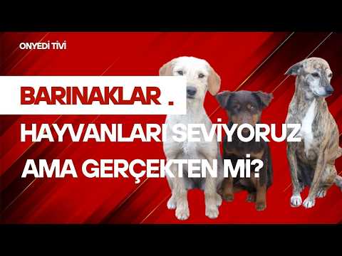 Penguene Ağlayan Dünya… Sokaktaki Köpeği Neden Görmüyor? | Barınak Gerçeği