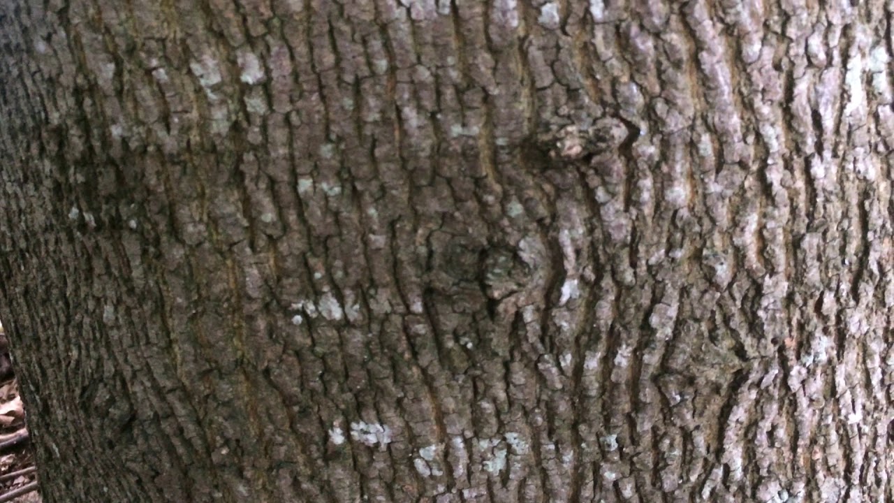 Educational videos on nature (Norway Maple - trunk) - August 2017 - YouTube