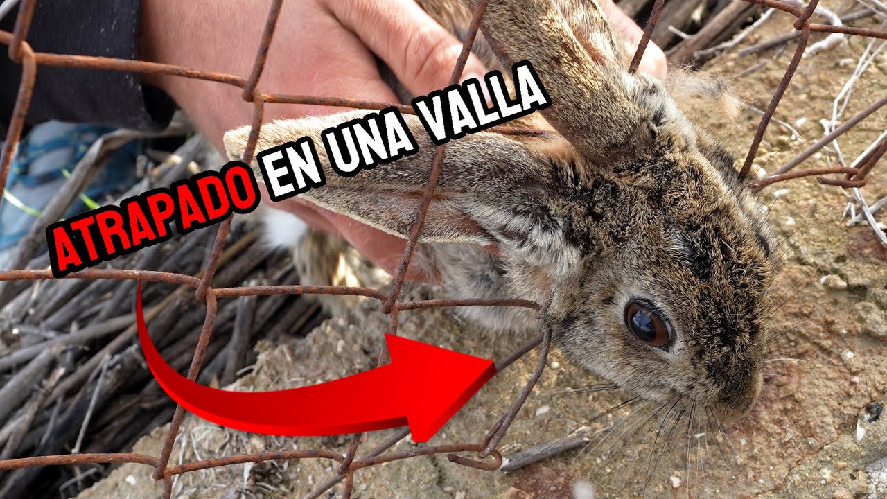 ¡GRITABA de DESESPERACIÓN! Así Rescaté un Conejo al Borde de la Muerte ...